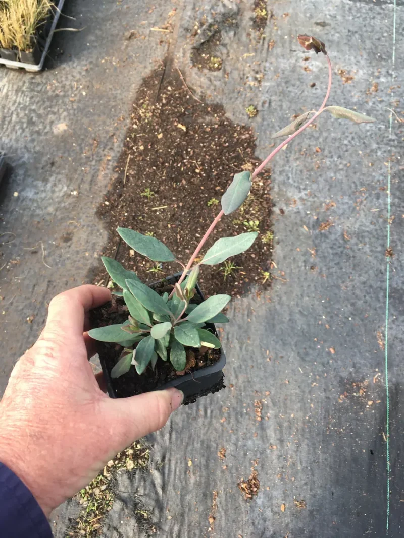 Native Honeysuckle Vine Plant - Fragrant & Pollinator-Friendly