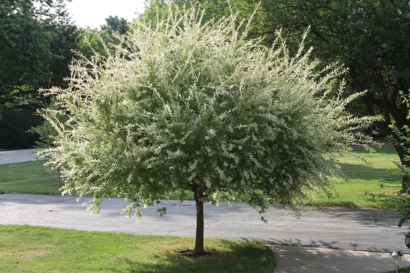 Nishiki Willow Live Plant - Variegated Dappled Willow Shrub