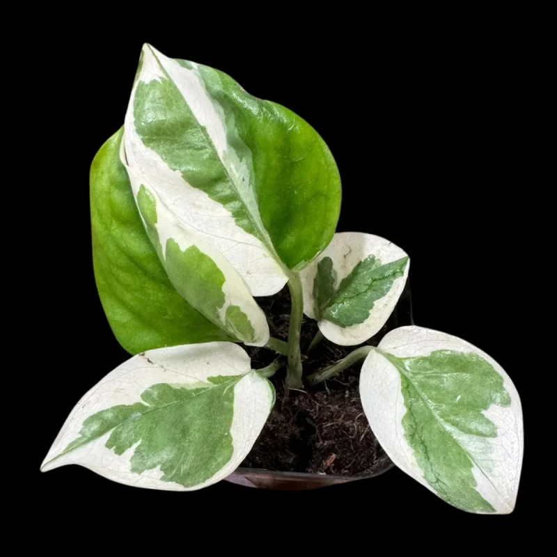 N'joy Pothos Live Plant - Low Light Indoor Houseplant in 2" Pot