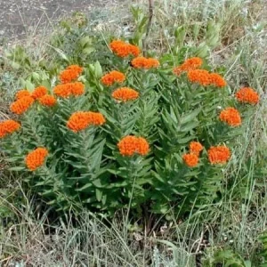 Orange Butterfly Milkweed Bare-root - Attract Pollinators