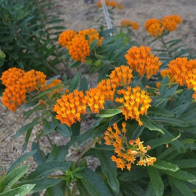 Orange Butterfly Milkweed Bare-root - Attract Pollinators