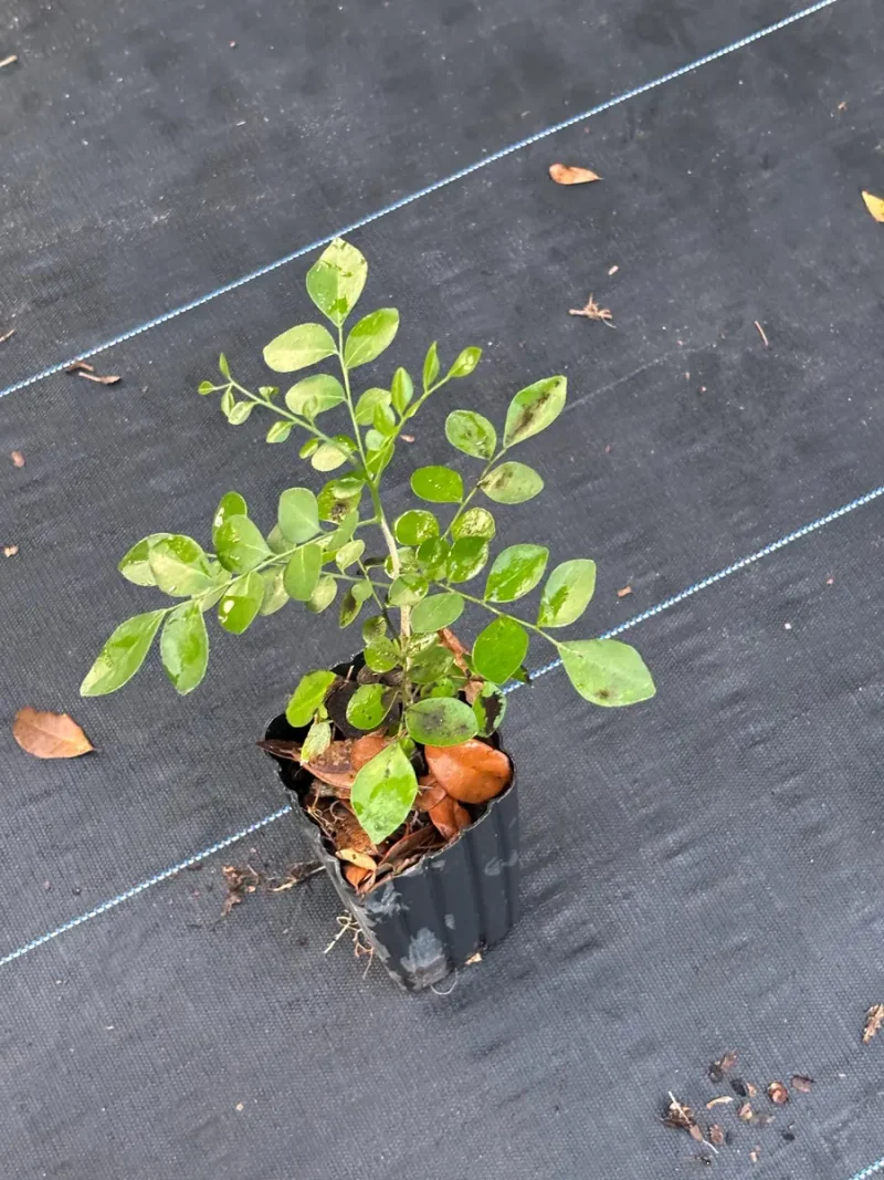 Orange Jasmine Live Plant - Murraya Paniculata 6" Tall
