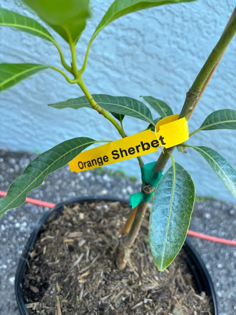 Orange Sherbet Mango Tree - 3 Gallon, Grafted, Fruit Plant