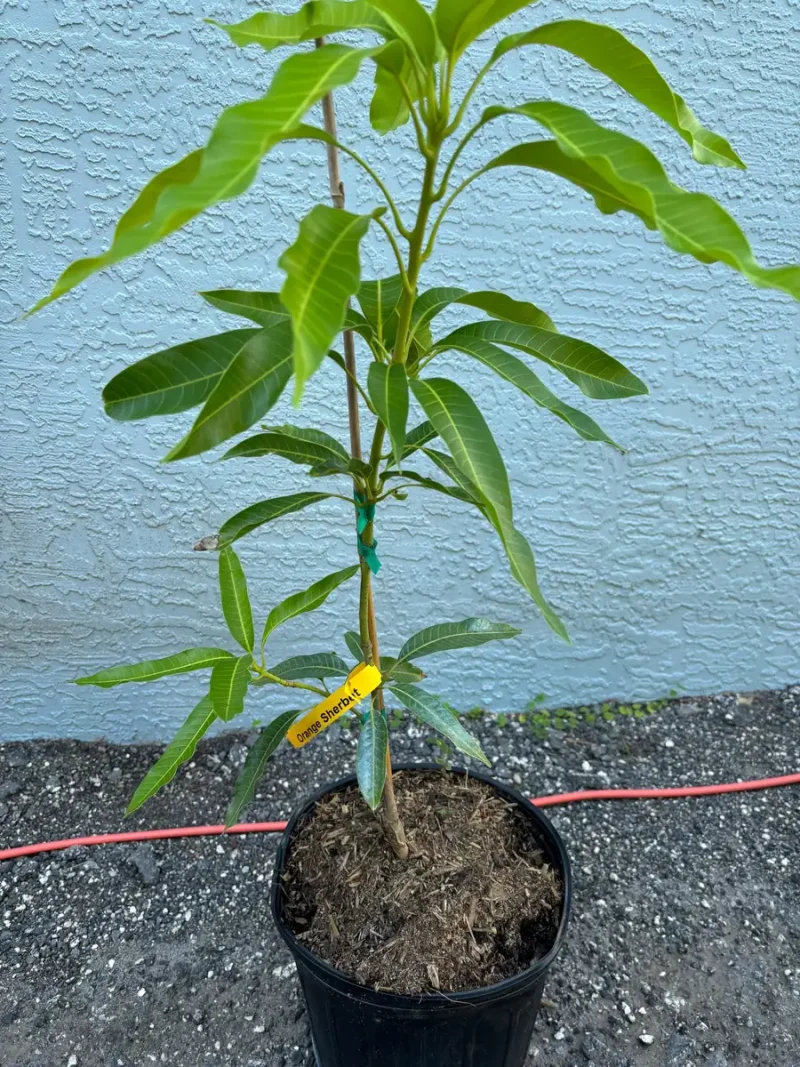 Orange Sherbet Mango Tree - 3 Gallon, Grafted, Fruit Plant