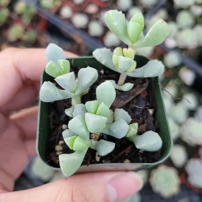 Pink Ice Plant Succulent - Oscularia deltoides Live