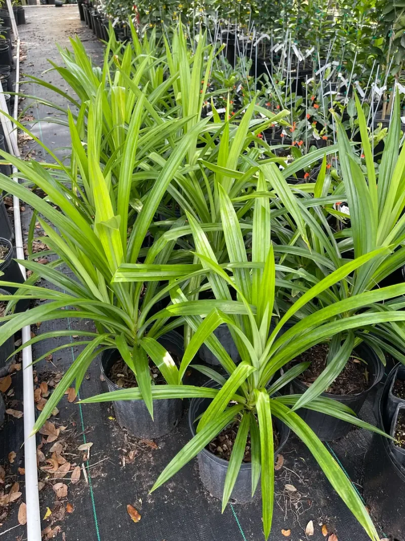 Pandan Live Plant 1-2 Ft Tall – Fragrant Tropical Herb