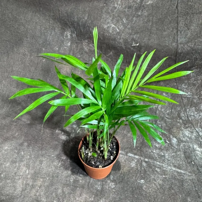 Parlor Palm Plant - Easy Care Neanthe Bella Palm - 2" Pot
