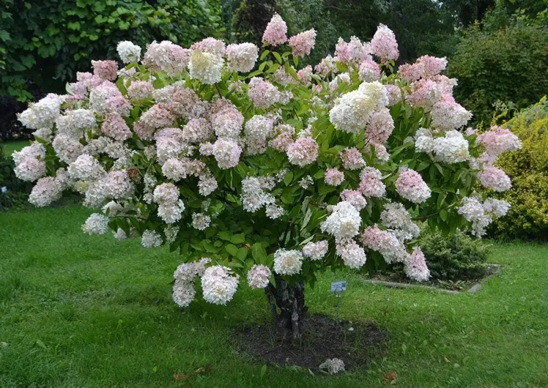 Pee Gee Hydrangea Paniculata Bare-root Plants