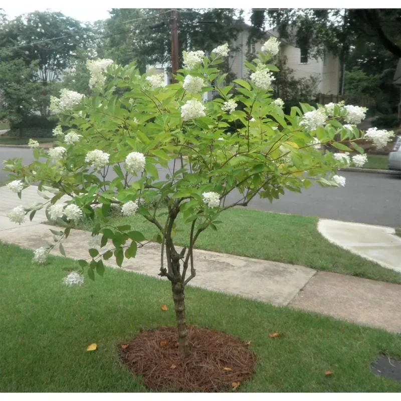 Pee Gee Hydrangea Paniculata Bare-root Plants