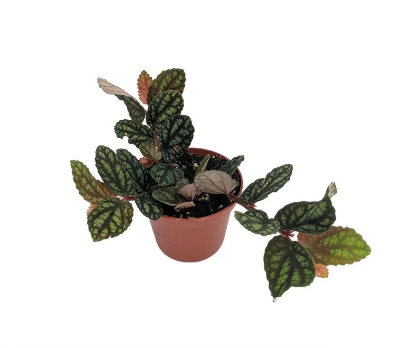 Pellionia Pulchra Rainbow Vine - 2.5" Pot Live Houseplant