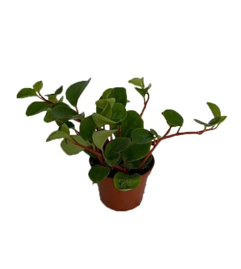 Peperomia Cubensis Live Plant - 2.5" Pot - Trailing Vine