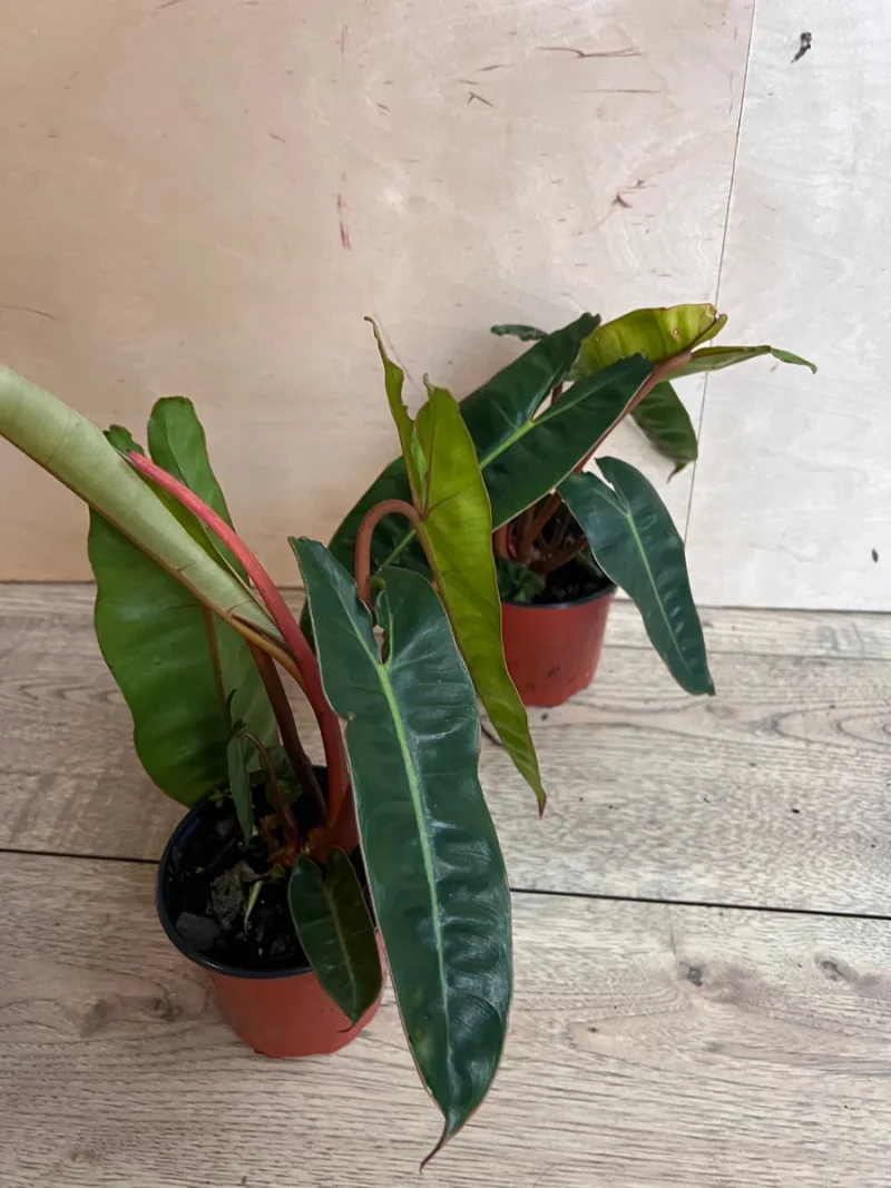 Philodendron Billietiae Live Plant for Indoor Gardens