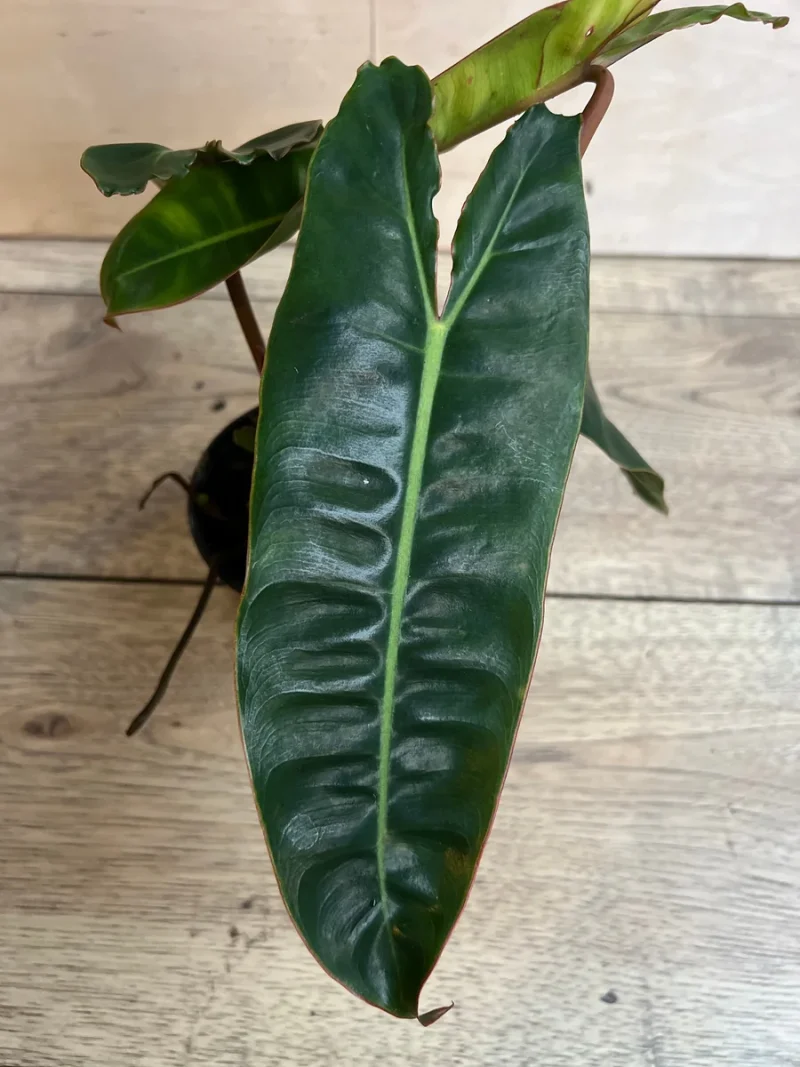 Philodendron Billietiae Live Plant for Indoor Gardens
