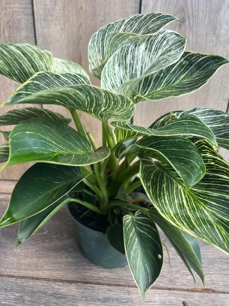 Philodendron Birkin Live Plant - 6 inch Pot, Variegated Foliage
