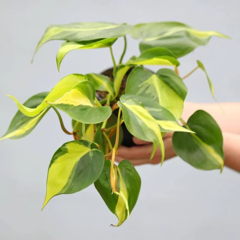 Philodendron Brazil Plant 4" Pot - Variegated Houseplant