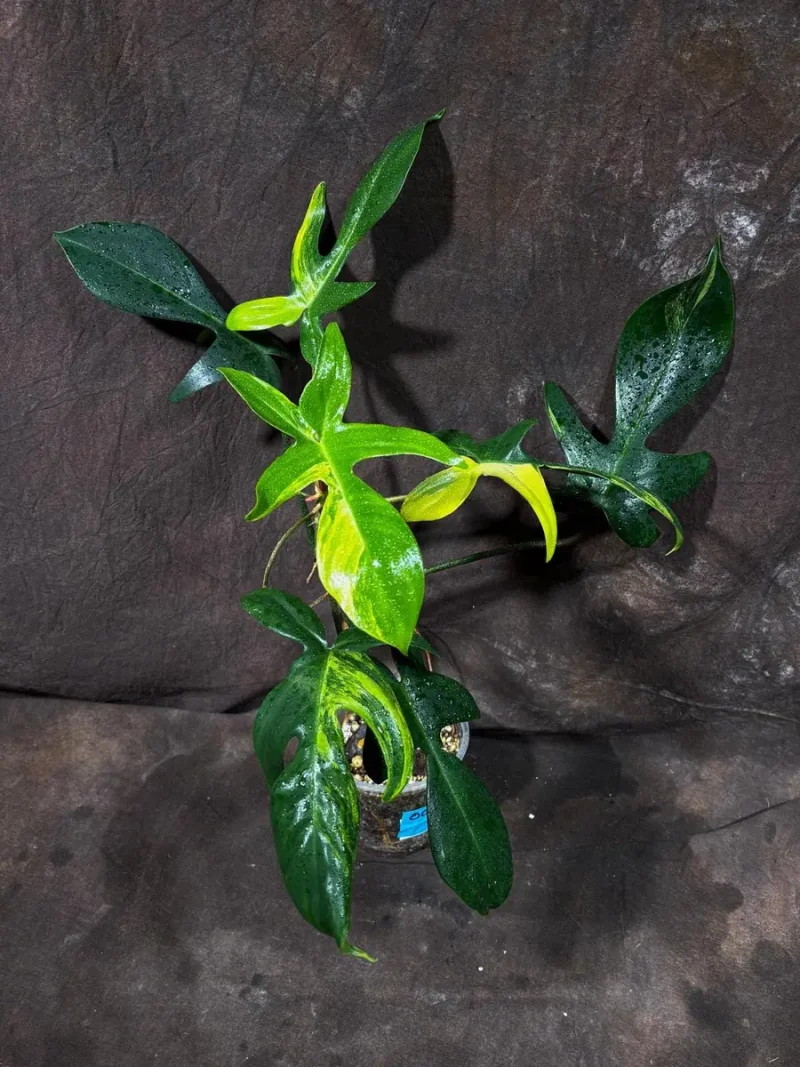 Variegated Philodendron Florida Beauty Live Plant - Rare Indoor
