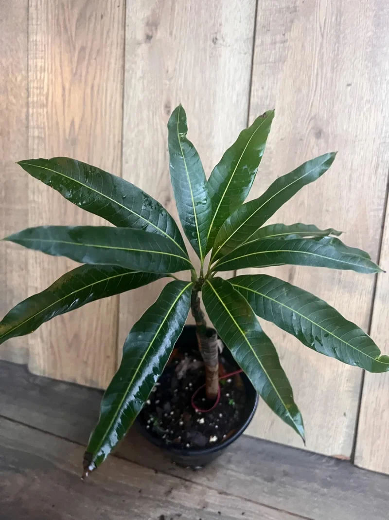 Pickering Mango Tree - Dwarf Variety, Grafted, 1/2 Gallon Pot
