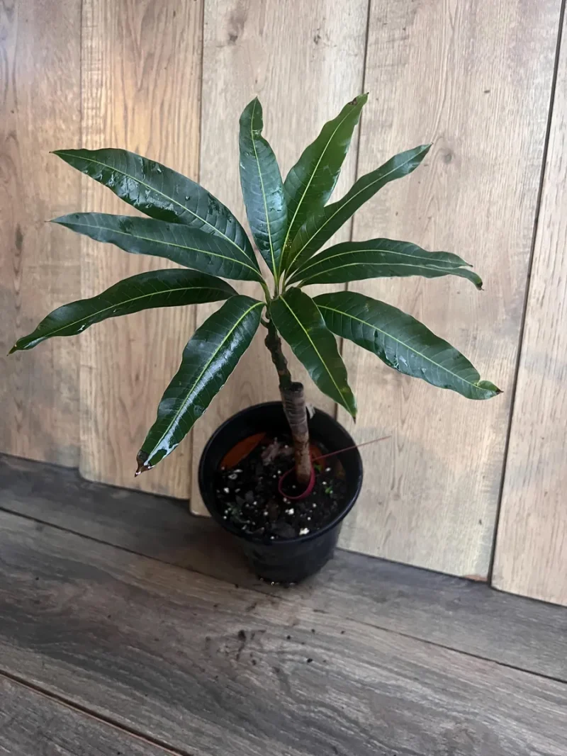 Pickering Mango Tree - Dwarf Variety, Grafted, 1/2 Gallon Pot