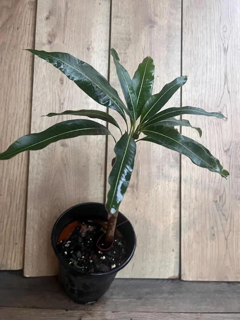 Pickering Mango Tree - Dwarf Variety, Grafted, 1/2 Gallon Pot