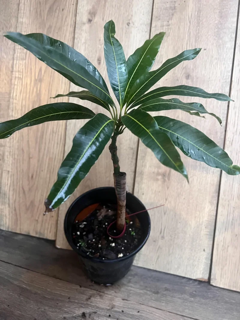 Pickering Mango Tree - Dwarf Variety, Grafted, 1/2 Gallon Pot