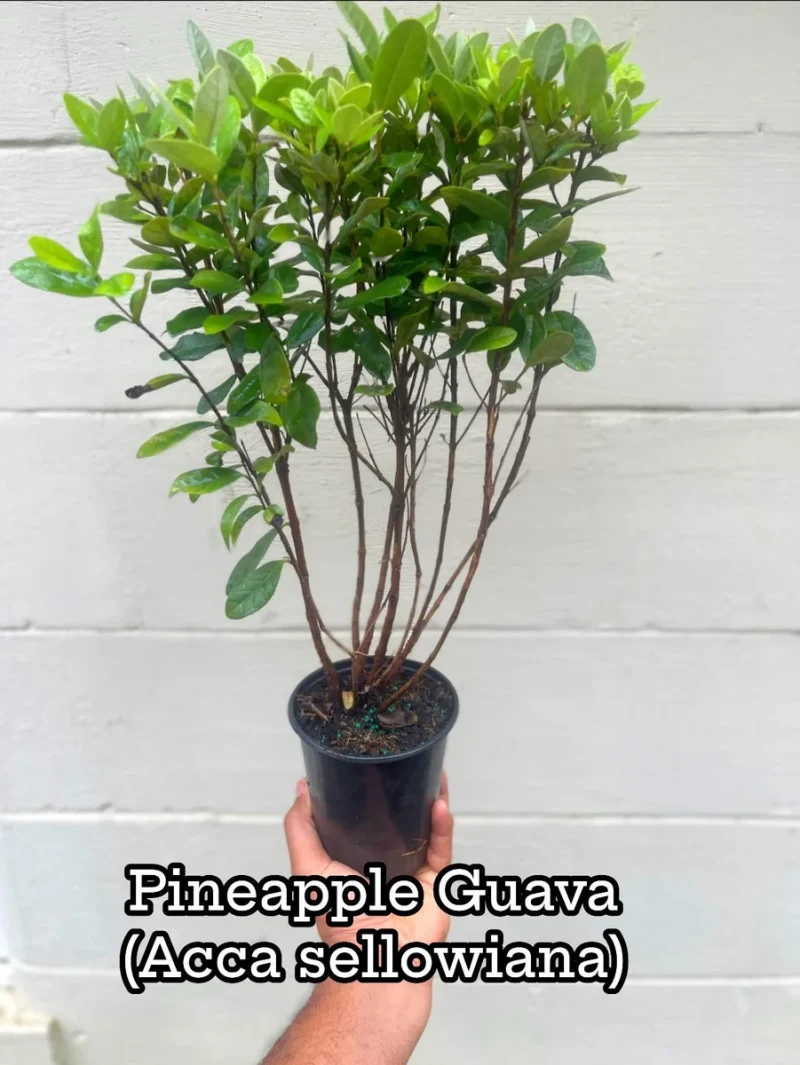 Pineapple Guava Live Plant - Acca Sellowiana Fruit Shrub