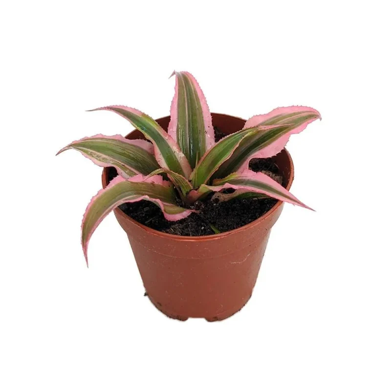Pink Earth Star Cryptanthus Plant - 2 inch Pot - Houseplant