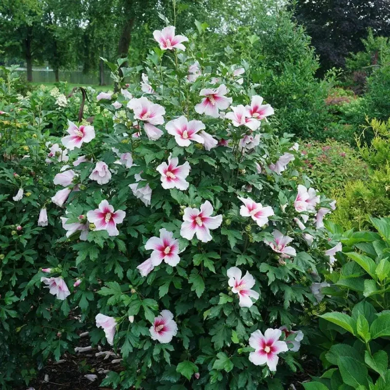 Pink Ink Rose of Sharon Hibiscus Live Plant - 4 inch Pot