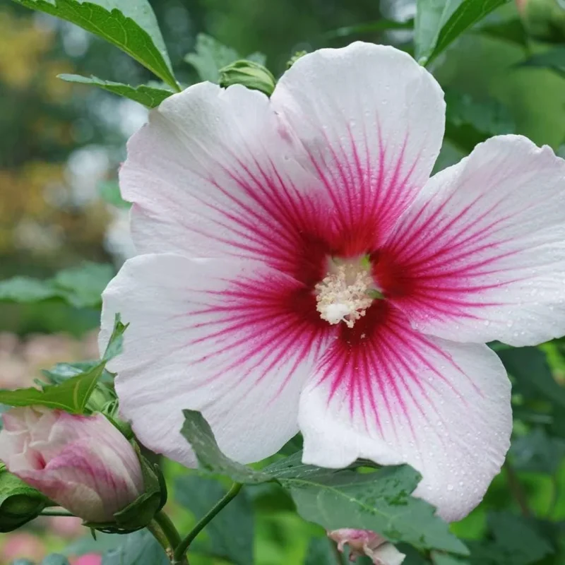 Pink Ink Rose of Sharon Hibiscus Live Plant - 4 inch Pot