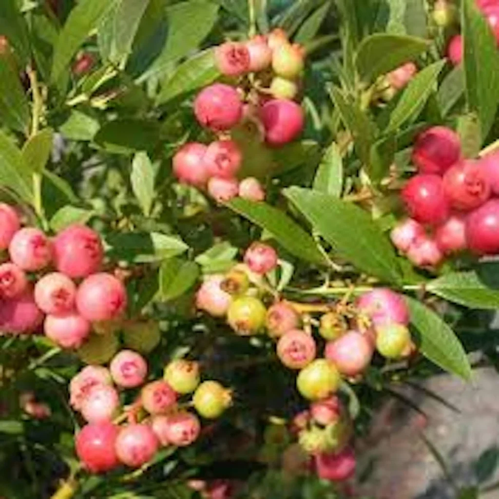 Pink Lemonade Blueberry Plant - Edible Fruit & Ornamental Shrub