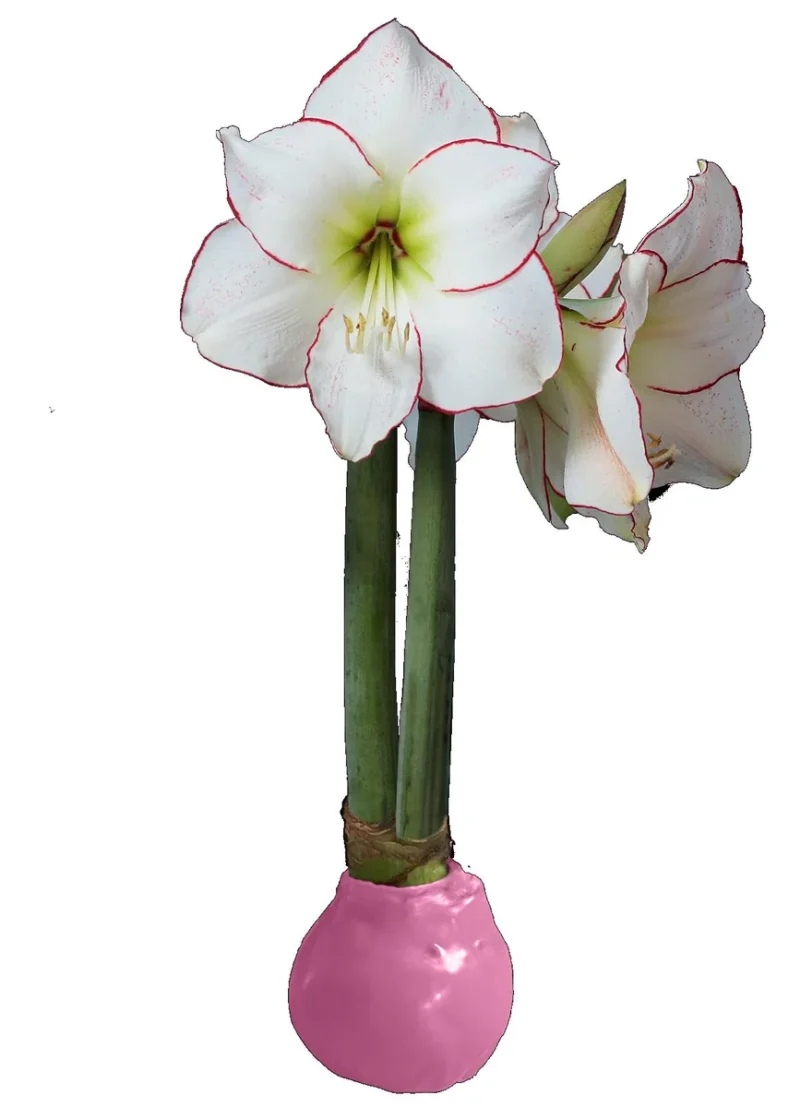 Pink Waxed Amaryllis Bulb 32/34 - Easy Holiday Bloom