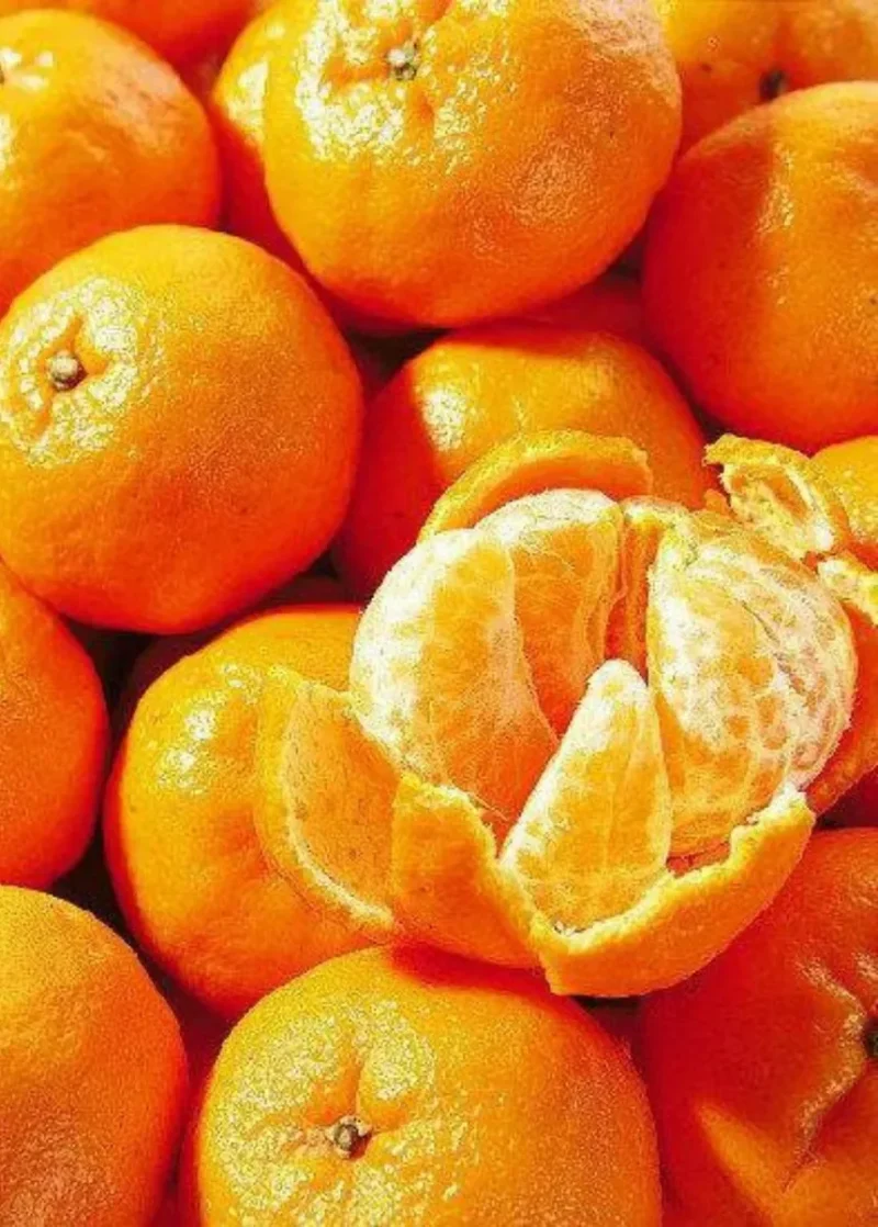 Ponkan Mandarin Tree - Grafted Citrus Live Plant (3 ft)
