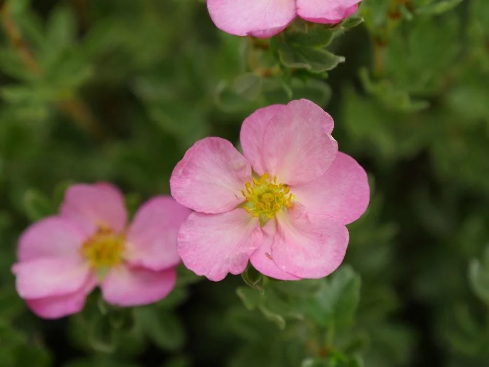 Potentilla Happy Face Hearts - 4 Inch Pot Live Plant