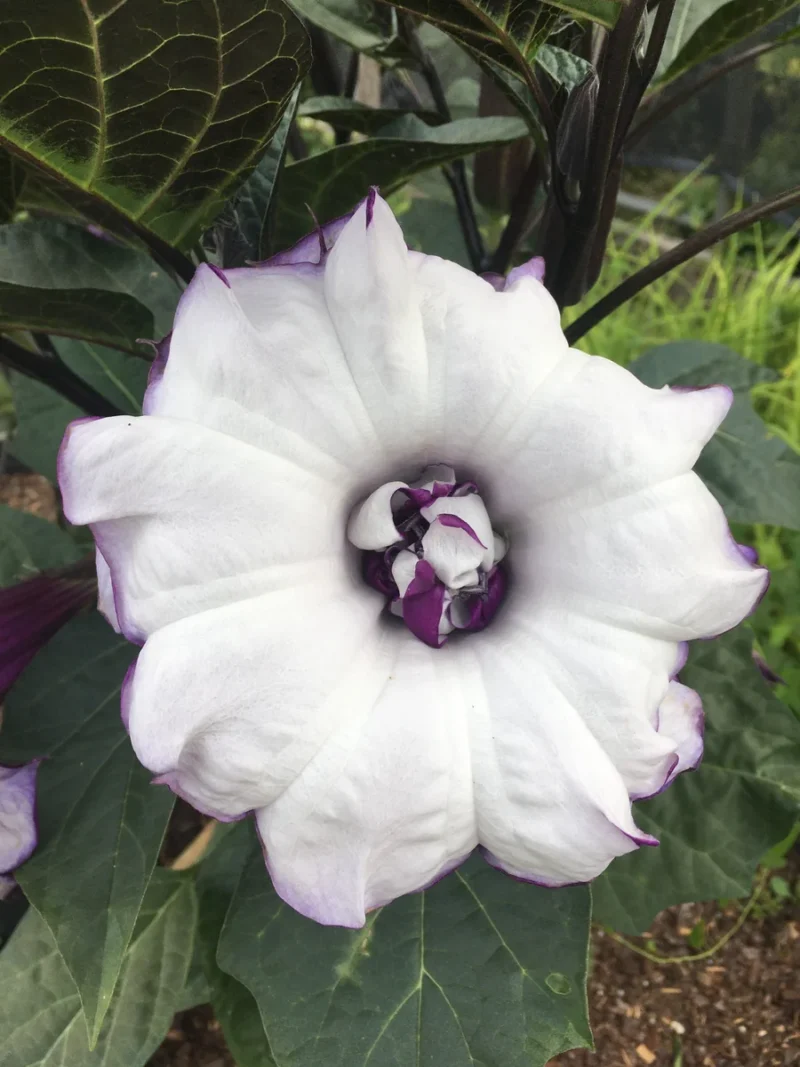 Purple Angel Trumpet Seeds - Fragrant Double Brugmansia Blooms