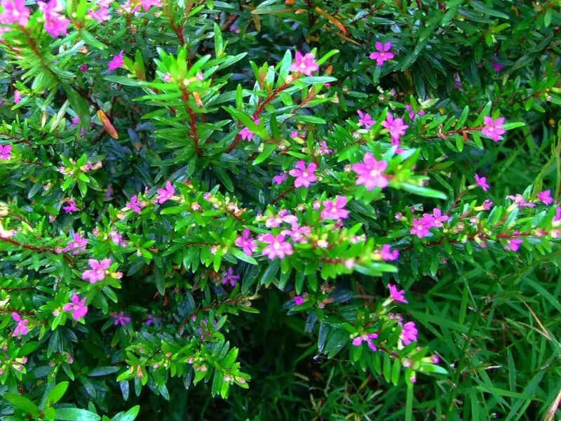 Purple Mexican Heather Live Plant - 4 inch Pot - Evergreen Shrub