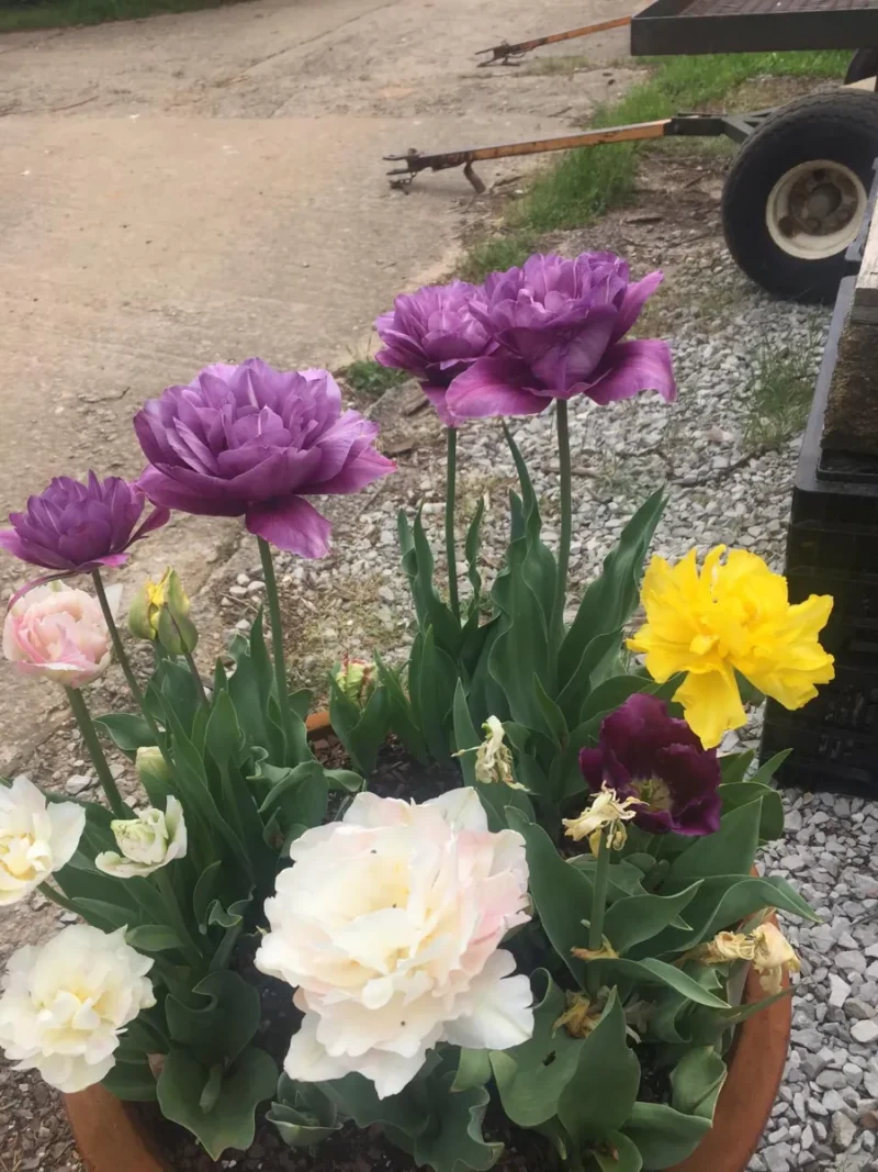 Purple Prince Triumph Tulip Bulbs - Bulk 450 Count