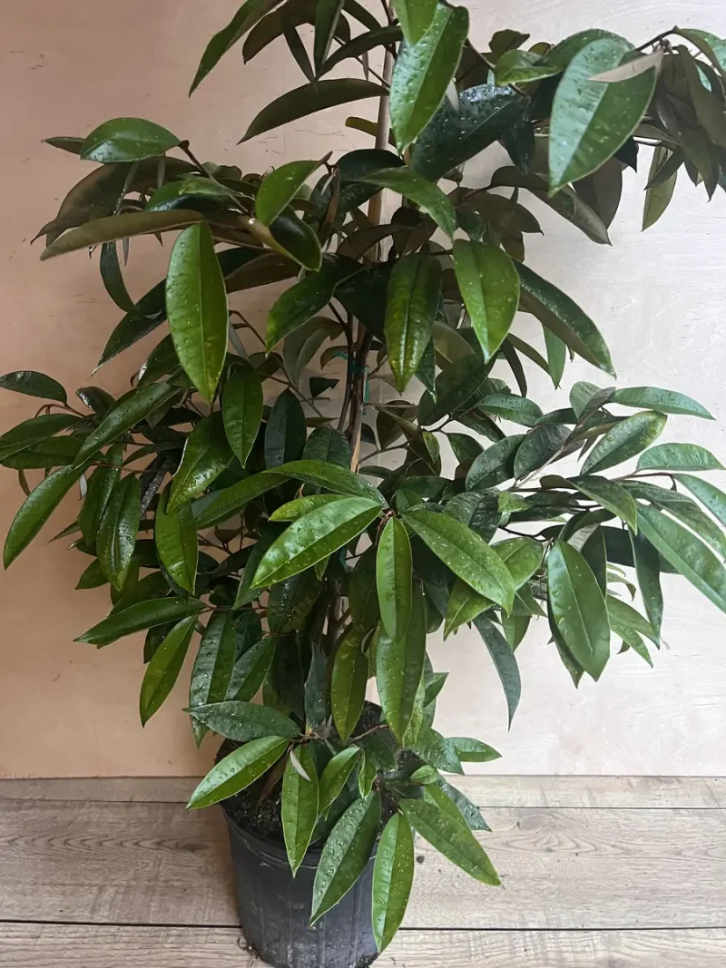 Purple Star Apple Tree - Caimito Live Plant for Tropical Fruit