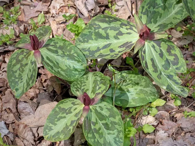 Purple Toad Trillium Bulbs - Sweet Betsy Trillium Plants