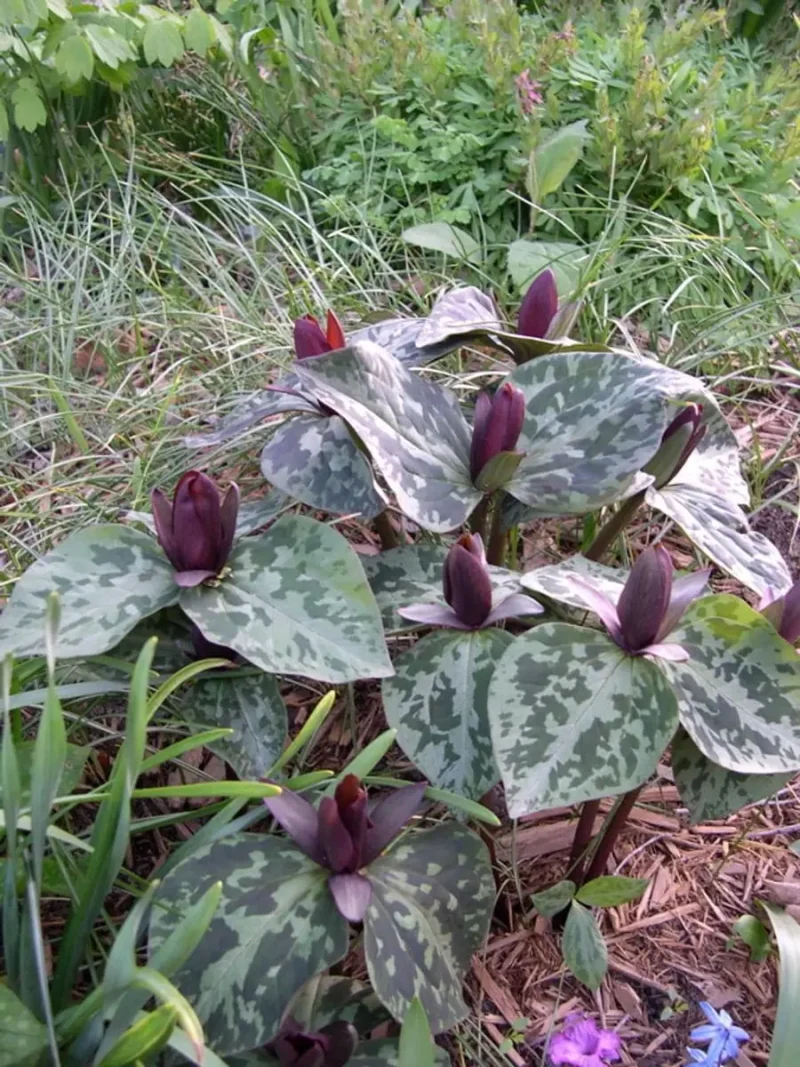Purple Toad Trillium Bulbs - Sweet Betsy Trillium Plants