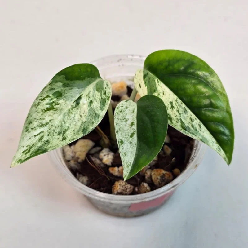 Variegated Epipremnum Pinnatum Albo Live Plant - Rare Aroid