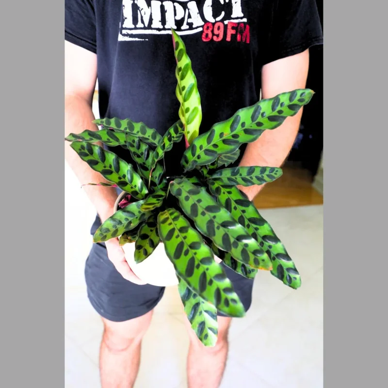Calathea Rattlesnake Plant - Live 6 inch Potted Houseplant
