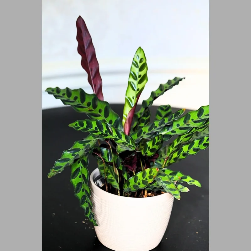 Calathea Rattlesnake Plant - Live 6 inch Potted Houseplant
