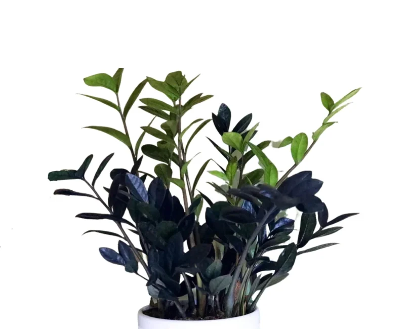 Raven ZZ Plant - Rare Indoor Live Plant & Air Purifier