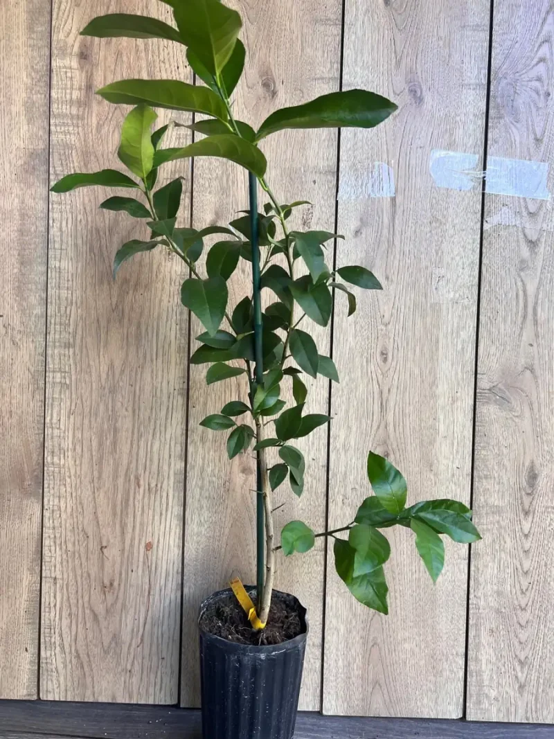 Ray Ruby Grapefruit Tree – Grafted Live Plant in 1/2 Gal Pot