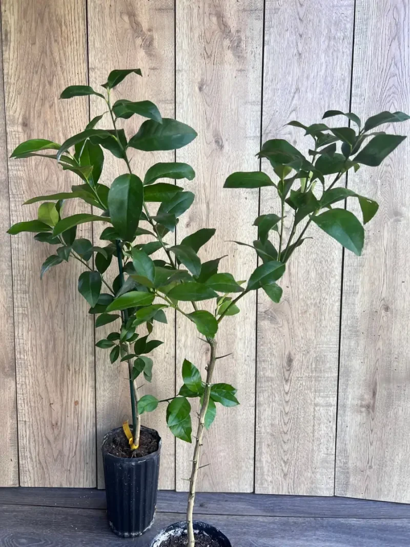 Ray Ruby Grapefruit Tree – Grafted Live Plant in 1/2 Gal Pot