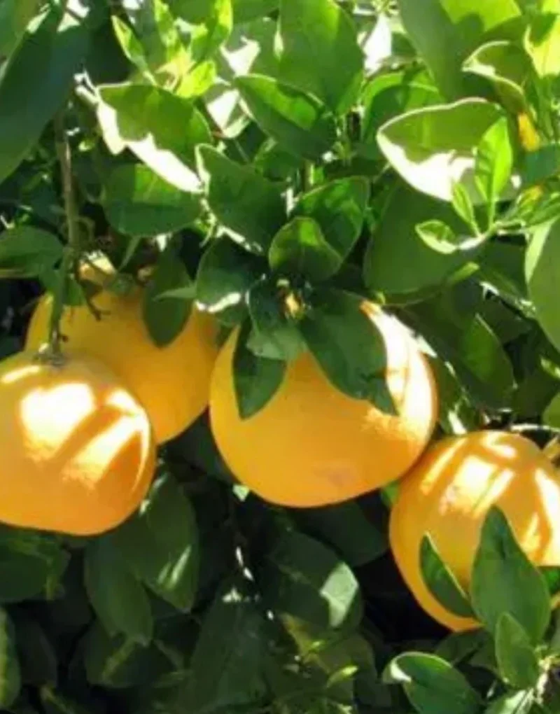 Ray Ruby Grapefruit Tree – Grafted Live Plant in 1/2 Gal Pot