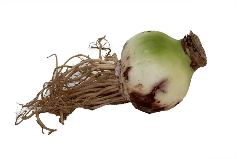 Red Amaryllis Bulb - Giant Scarlet Blooms, 30/32cm