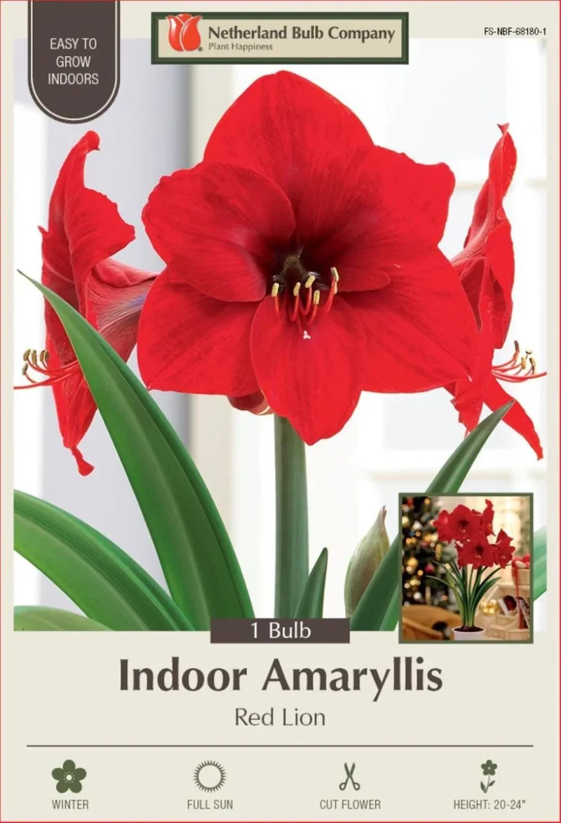 Red Amaryllis Bulb - Giant Scarlet Blooms, 30/32cm