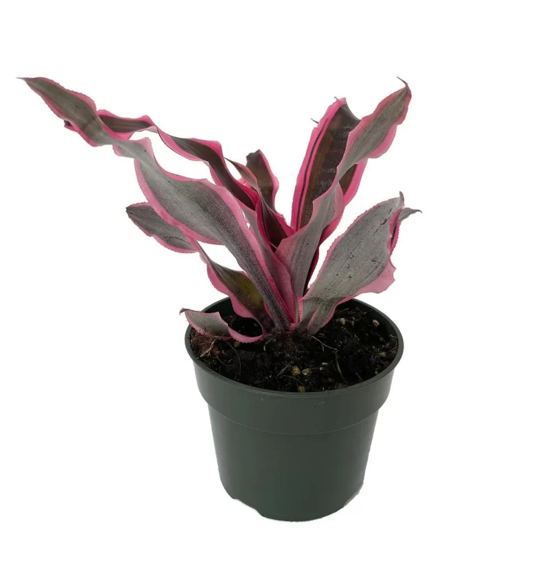 Red Baron Earth Star Plant - Cryptanthus Live Plant, 5 inch Pot