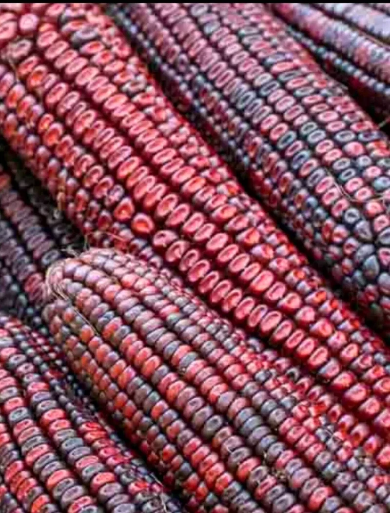 Red Bloody Butcher Dent Corn Seeds - Organic Heirloom
