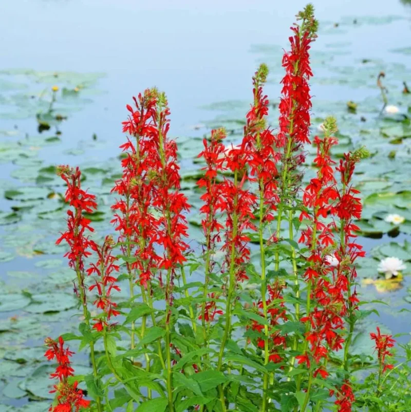 Red Cardinal Flower - Lobelia cardinalis - Perennial Native Plant